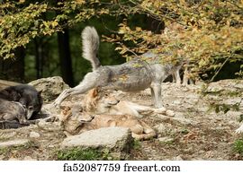 Free art print of Three Eastern Timber Wolves Pack. A small pack of ...