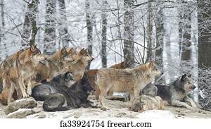 Free art print of Three Eastern Timber Wolves Pack. A small pack of ...