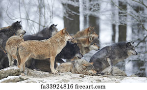 Free art print of Three Eastern Timber Wolves Pack. A small pack of ...