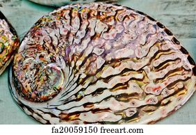 Free art print of Pearl white abalone shell Haliotis asinina. Pearl ...