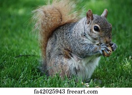Free Squirrel Art Prints and Artwork | FreeArt