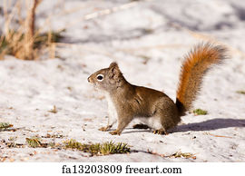 Free Squirrel Art Prints and Artwork | FreeArt