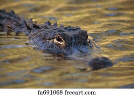 Free Swamps Art Prints and Wall Artwork | FreeArt