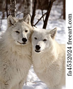 Free Wolf Art Prints and Artworks | FreeArt