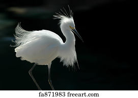 Free art print of Symbol of chinese crane bird on white background ...