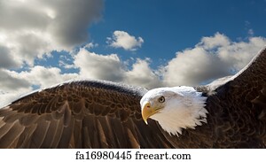 Free art print of Patriotic eagle portrait. Closeup of a bald eagle ...