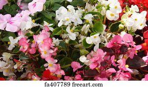 Free Begonia Art Prints and Wall Artwork | FreeArt