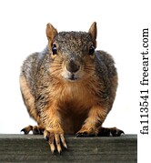 Free Squirrel Art Prints and Artwork | FreeArt