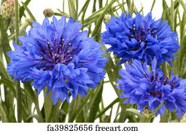 Free Bachelor Button Flower Art Prints and Artworks | FreeArt