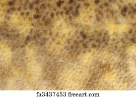 Free art print of Burbot (Lota lota) skin close-up. Natural camouflage ...