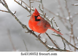 Free art print of Cardinal In Snow. Male Northern Cardinal (cardinalis ...