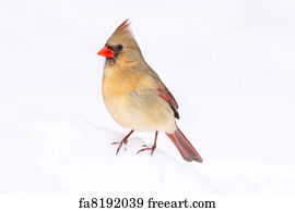 Free art print of Cardinal In Snow. Male Northern Cardinal (cardinalis ...