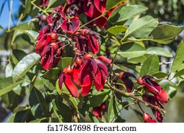 Ceibo Flower Image | Best Flower Site