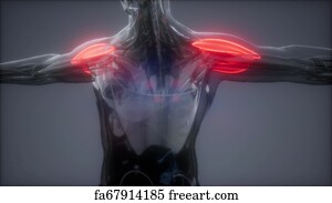 Free art print of Deltoid - Visible muscle anatomy map | FreeArt ...