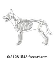 Free art print of Dog skeleton veterinary vector illustration. Dog ...