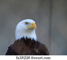Free art print of Patriotic eagle portrait. Closeup of a bald eagle ...