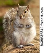 Free Squirrel Art Prints and Artwork | FreeArt