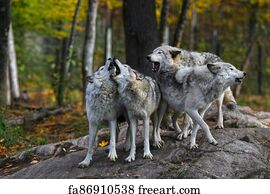 Free art print of Three Eastern Timber Wolves Pack. A small pack of ...