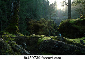 Free Enchanted Forest Art Prints and Wall Artwork | FreeArt