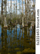 Free Swamps Art Prints and Artworks | FreeArt