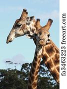 Free art print of Giraffe hug. A pair of giraffe entwining their necks ...