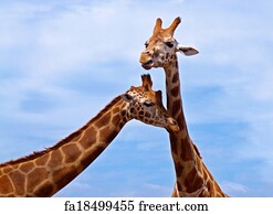 Free art print of Giraffe hug. A pair of giraffe entwining their necks ...