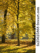 Free art print of Fall Colors in Outdoor Park. Gorgeous fall scene of ...