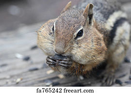 Free Squirrel Art Prints and Artwork | FreeArt