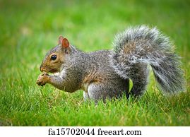 Free Squirrel Art Prints and Artwork | FreeArt