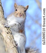 Free Squirrel Art Prints and Artwork | FreeArt