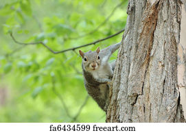 Free Squirrel Art Prints and Artwork | FreeArt