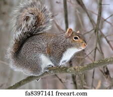 Free Squirrel Art Prints and Artwork | FreeArt