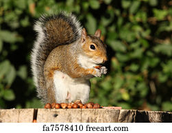 Free Squirrel Art Prints and Artwork | FreeArt