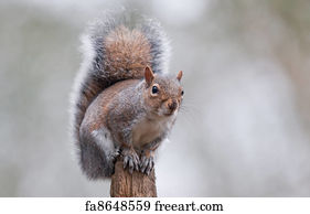 Free Squirrel Art Prints and Artwork | FreeArt
