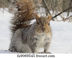 Free Squirrel Art Prints and Artwork | FreeArt