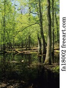 Free Swamps Art Prints and Artworks | FreeArt