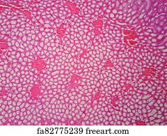 Free art print of Histology of human kidney under microscope view for ...