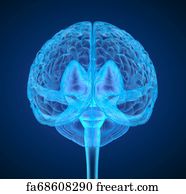 Free art print of Human brain X-ray scan , Medically accurate 3D ...