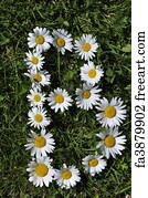 Free art print of Letters of daisies | FreeArt | fa3927426