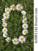 Free art print of Letters of daisies | FreeArt | fa3927426