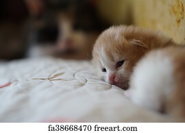 Free art print of Itty Bitty Kitties. A pair of small kittens are ...