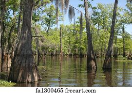 Free Louisiana Art Prints and Artworks | FreeArt