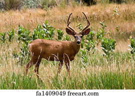 Free art print of Cuba national capitol. Havana, Cuba - government ...