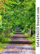 Free art print of Hiking trail in a green forest. Hiking trail leading ...
