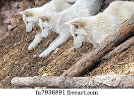 Free art print of Three Eastern Timber Wolves Pack. A small pack of ...