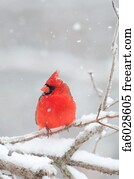 Free art print of Cardinal In Snow. Male Northern Cardinal (cardinalis ...