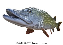 Free art print of Three Eastern Timber Wolves Pack. A small pack of ...