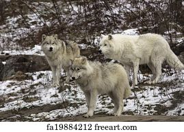Free art print of Three Eastern Timber Wolves Pack. A small pack of ...