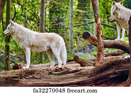 Free art print of Three Eastern Timber Wolves Pack. A small pack of ...