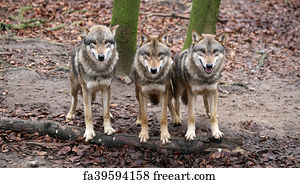 Free art print of Three Eastern Timber Wolves Pack. A small pack of ...